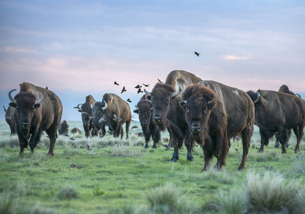 Rewilding the southern Great Plains [Western USA] – Rewilding Successes