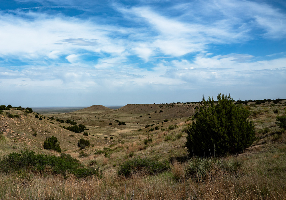 Rewilding the southern Great Plains [Western USA] – Rewilding Successes