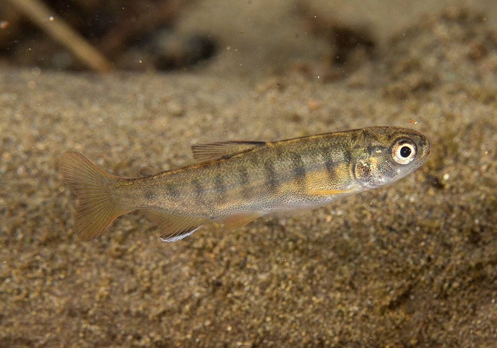 The Elwha story [Western USA] – Rewilding Successes