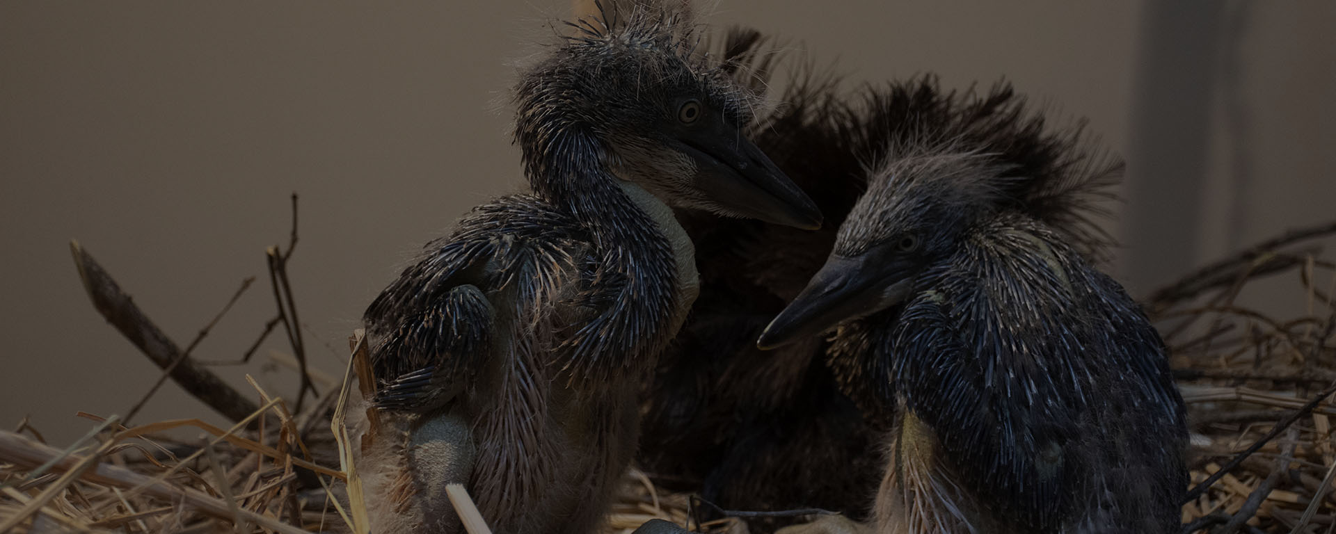 Rewilding Successes – Inspiring stories about nature's rebounding from ...