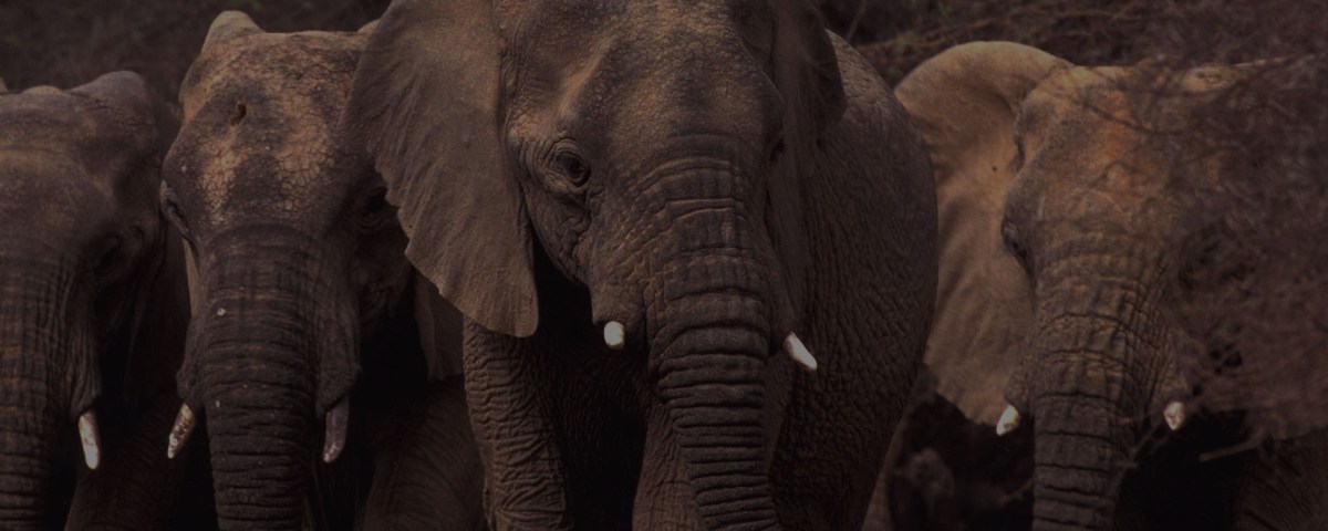 The Mali Elephant Project: Tellem’s story [West Africa] – Rewilding ...