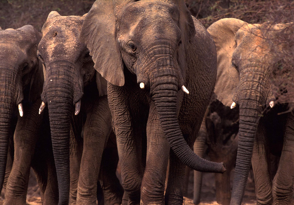 The Mali Elephant Project: Tellem’s story [West Africa] – Rewilding ...