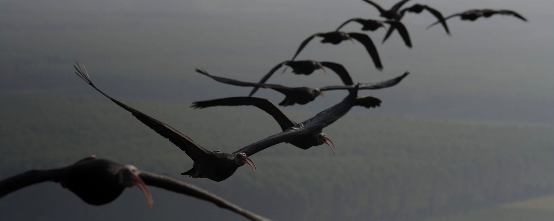Rewilding Successes – Inspiring stories about nature's rebounding from ...