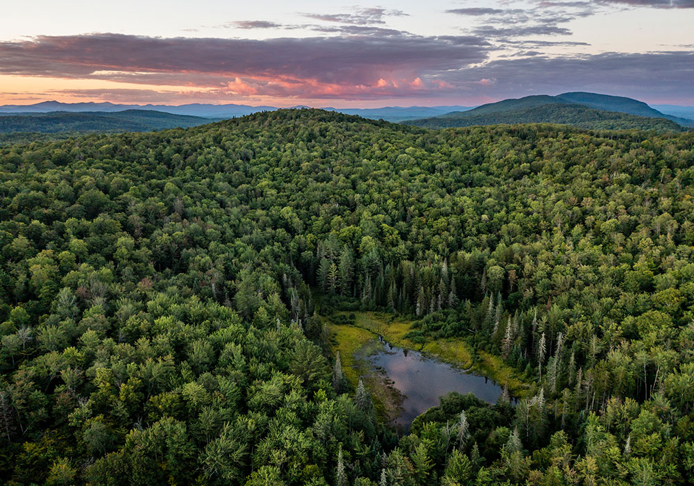 Rewilding in an unlikely landscape [Northeast USA] – Rewilding Successes