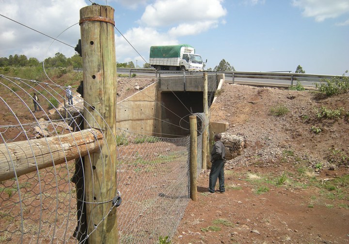Underpass for elephants on Mount Kenya [East Africa] – Rewilding Successes