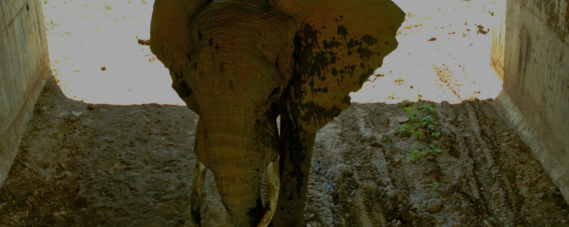 Underpass for elephants on Mount Kenya [East Africa] – Rewilding Successes