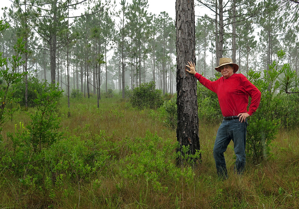 Rewilding the piney woods [Southern USA] – Rewilding Successes