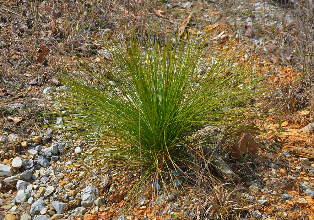 Rewilding the piney woods [Southern USA] – Rewilding Successes