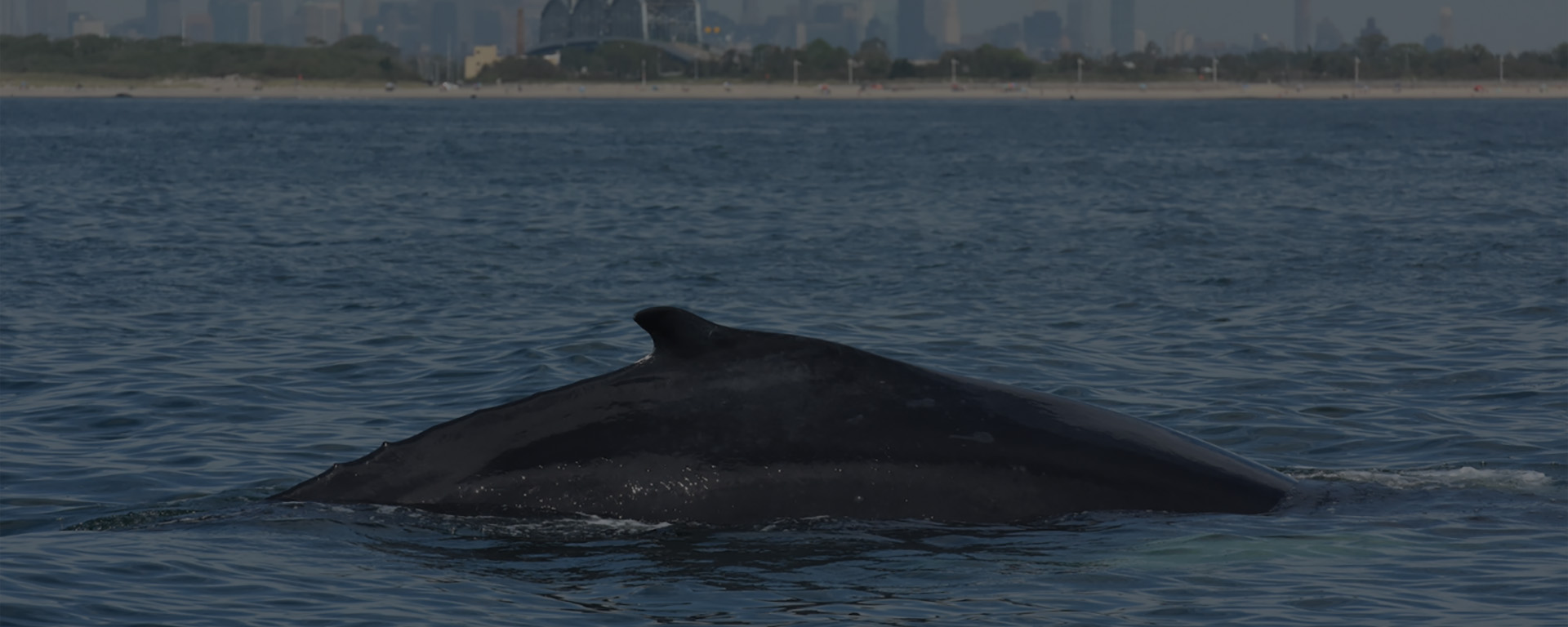 Life’s revival in a natural harbor [Northeast USA] – Rewilding Successes