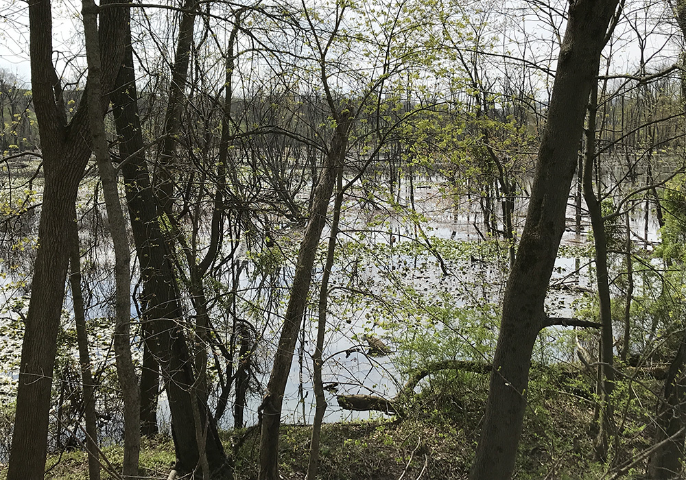 Rewilding itself: the Union Canal [Northeast USA] – Rewilding Successes