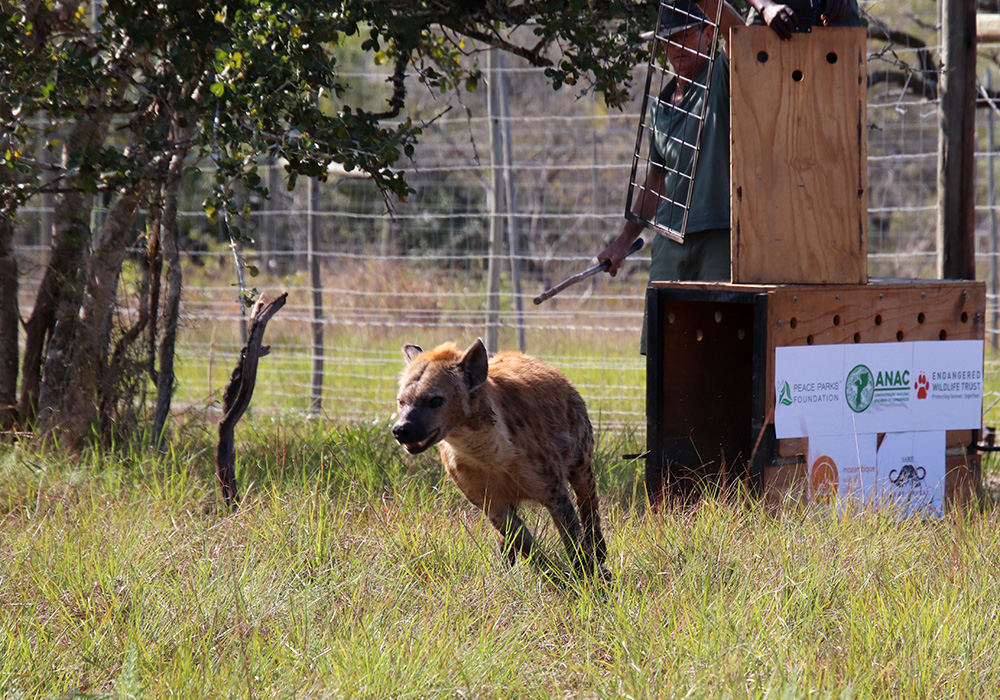 The hyena returns [Southern Africa] – Rewilding Successes