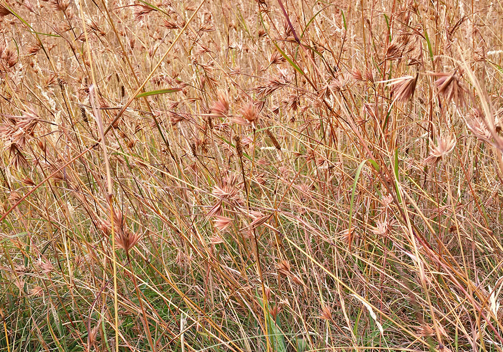 Hobart’s grassy woodland restoration [Australia] – Rewilding Successes