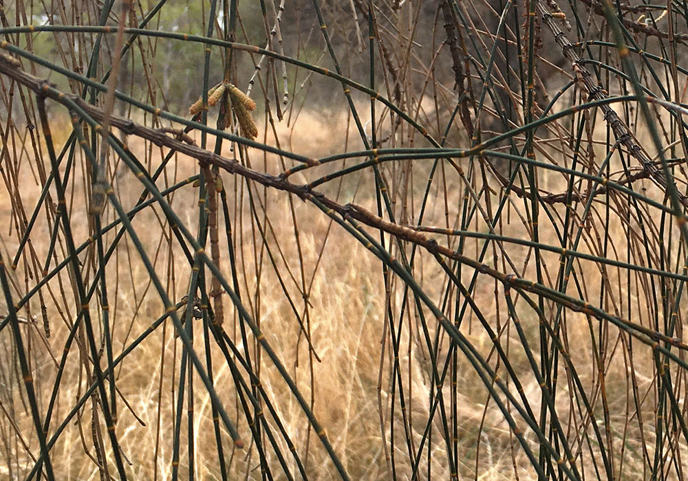 Hobart’s grassy woodland restoration [Australia] – Rewilding Successes
