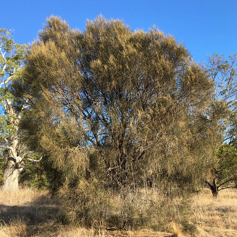 Hobart’s grassy woodland restoration [Australia] – Rewilding Successes