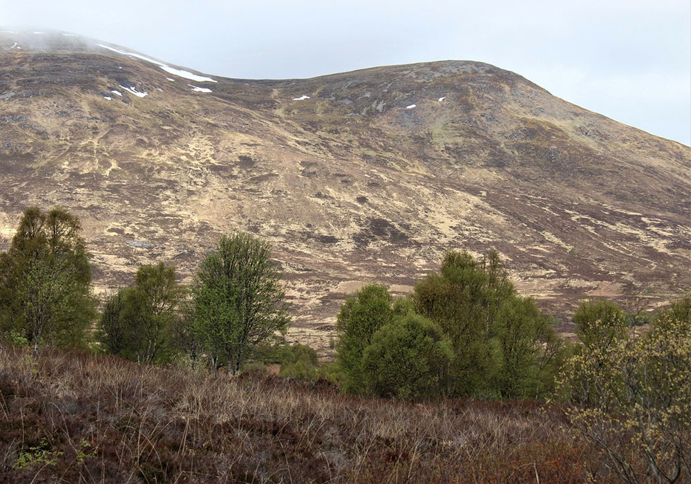 Woodland regeneration in Scotland [Northern Europe] – Rewilding Successes