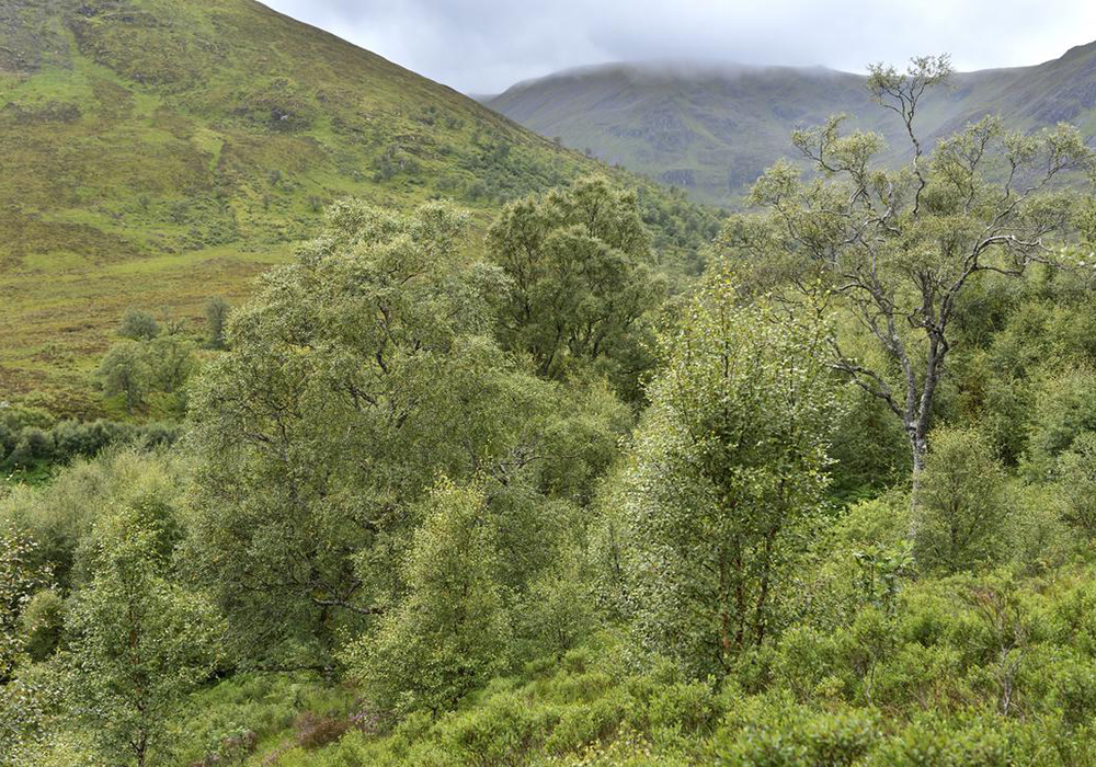 Woodland regeneration in Scotland [Northern Europe] – Rewilding Successes