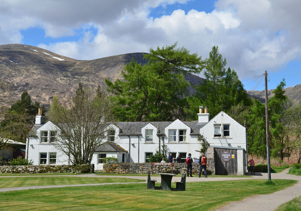 Woodland regeneration in Scotland [Northern Europe] – Rewilding Successes