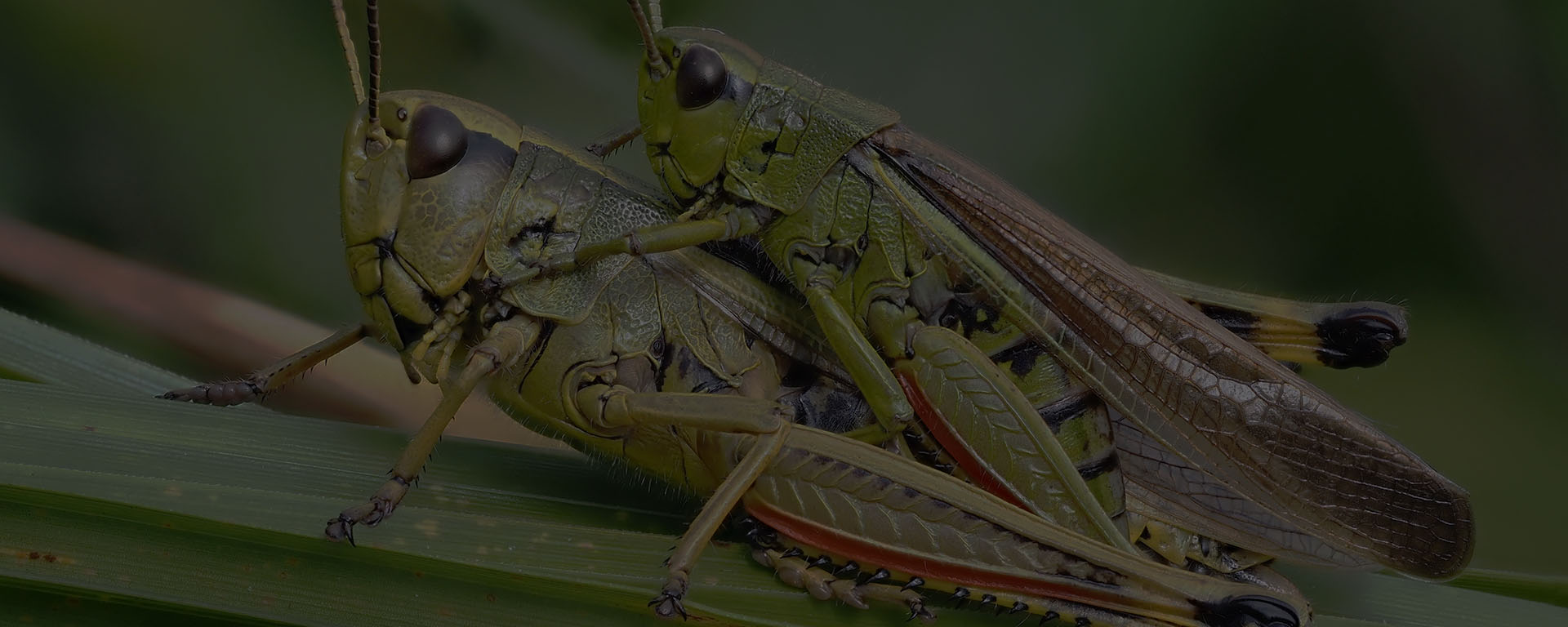 Rewilding Successes – Inspiring stories about nature's rebounding from ...