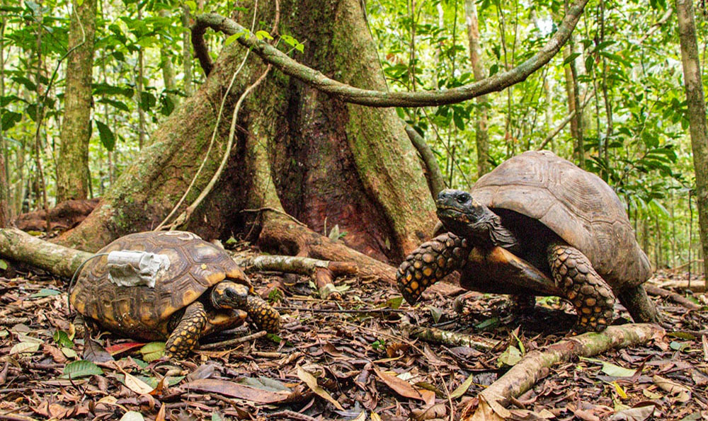 Rewilding Rio: The story of Tijuca NP [South America] – Rewilding Successes